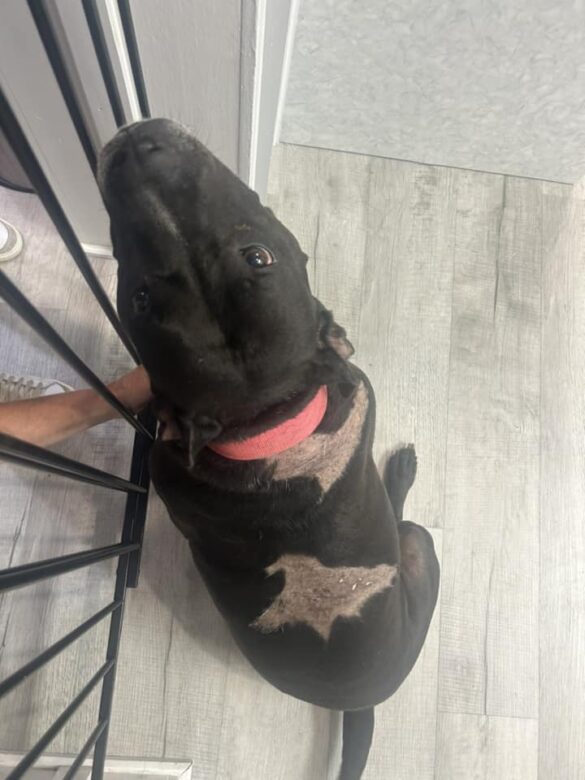 Police Investigating After Dog Violently Thrown Over Fence at New ...