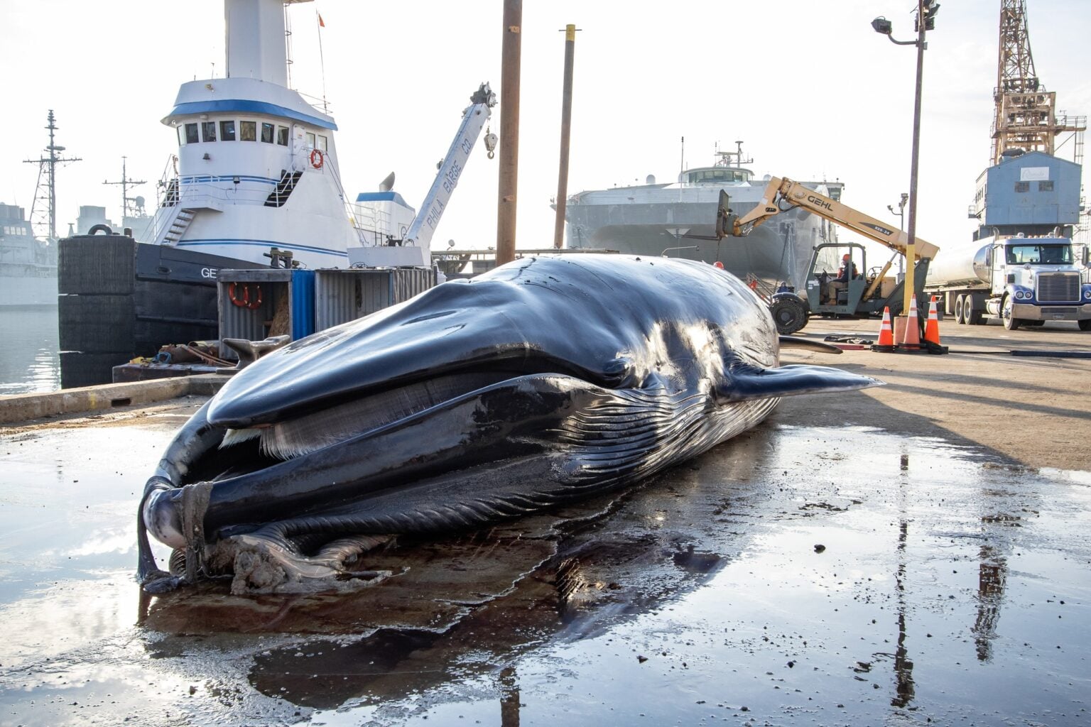 Dead fin whale found on cargo ship shows signs of ship strike, experts say