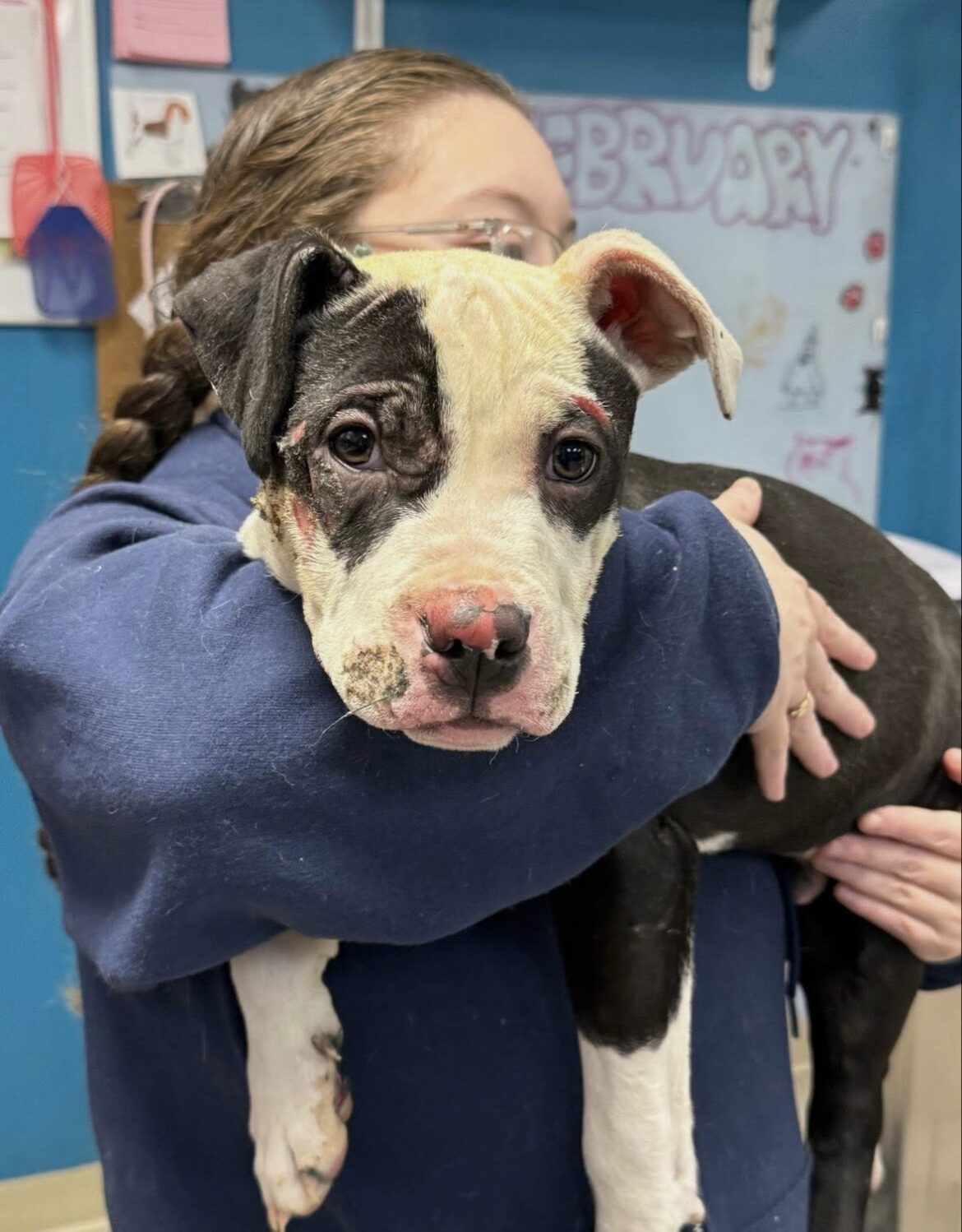 Two dogs burned in house fire face long road ahead at local shelter