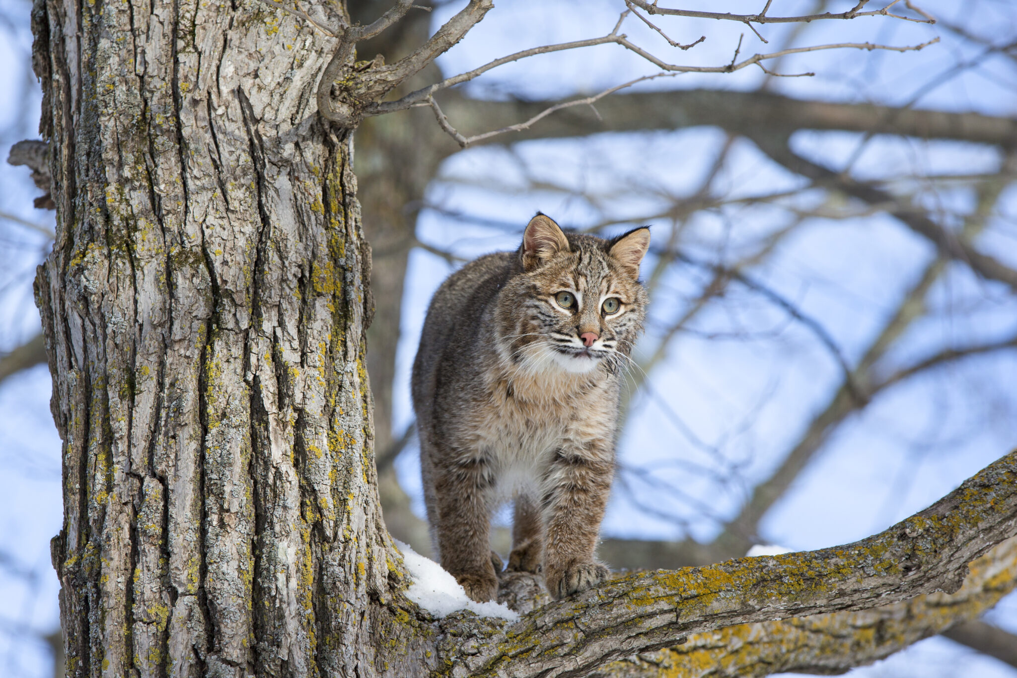 Bobcat caught on camera outside New Jersey office near Round Valley Park