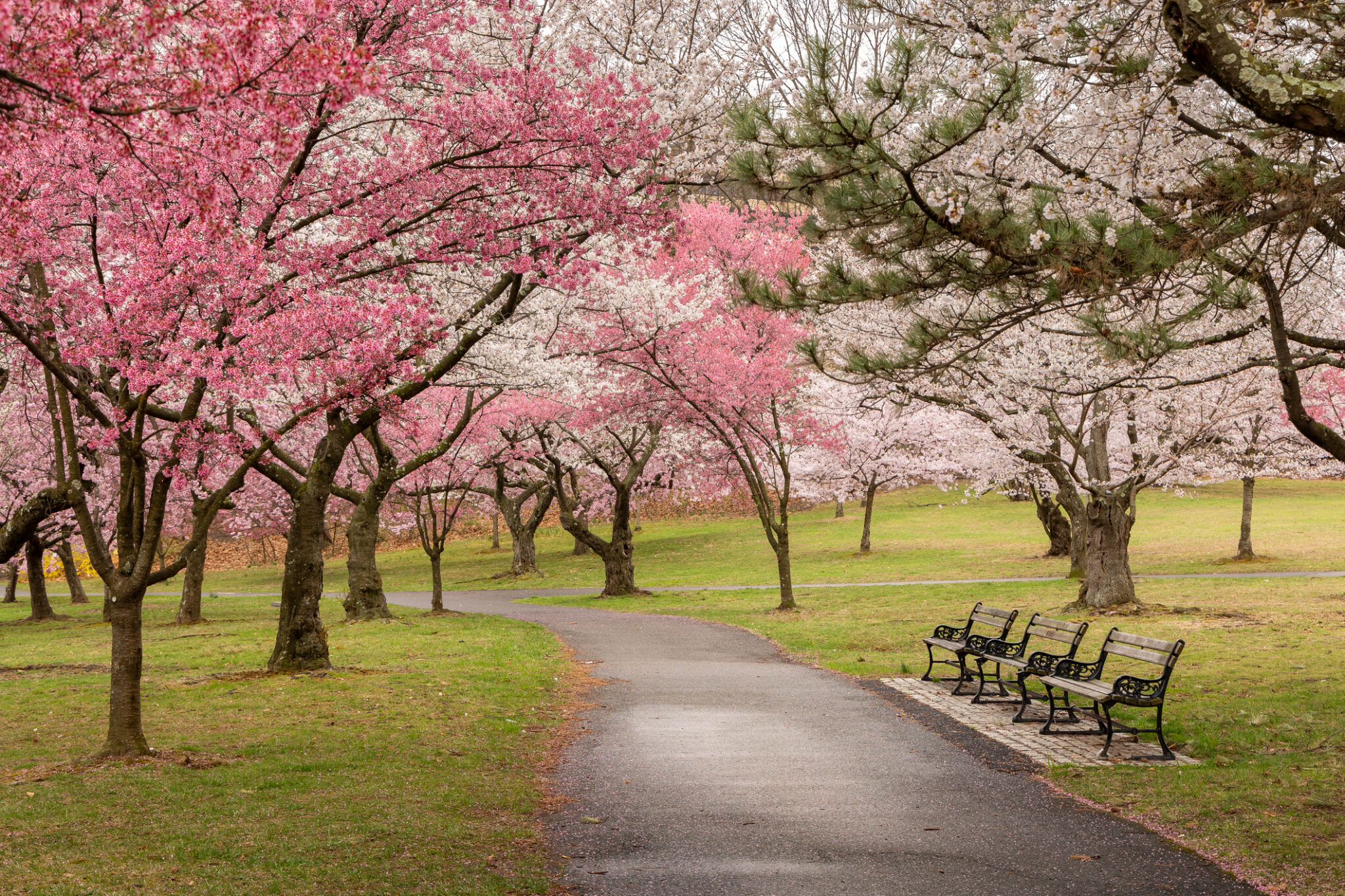 Newark is Not the Only Place to See New Jersey's Annual Cherry Blossom ...