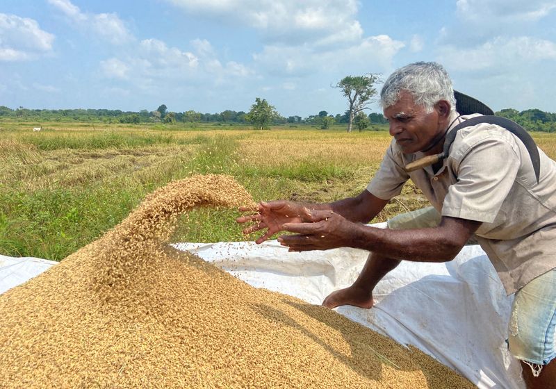 Fertiliser ban decimates Sri Lankan crops as government popularity ebbs Fertiliser ban decimates Sri Lankan crops as government popularity ebbs